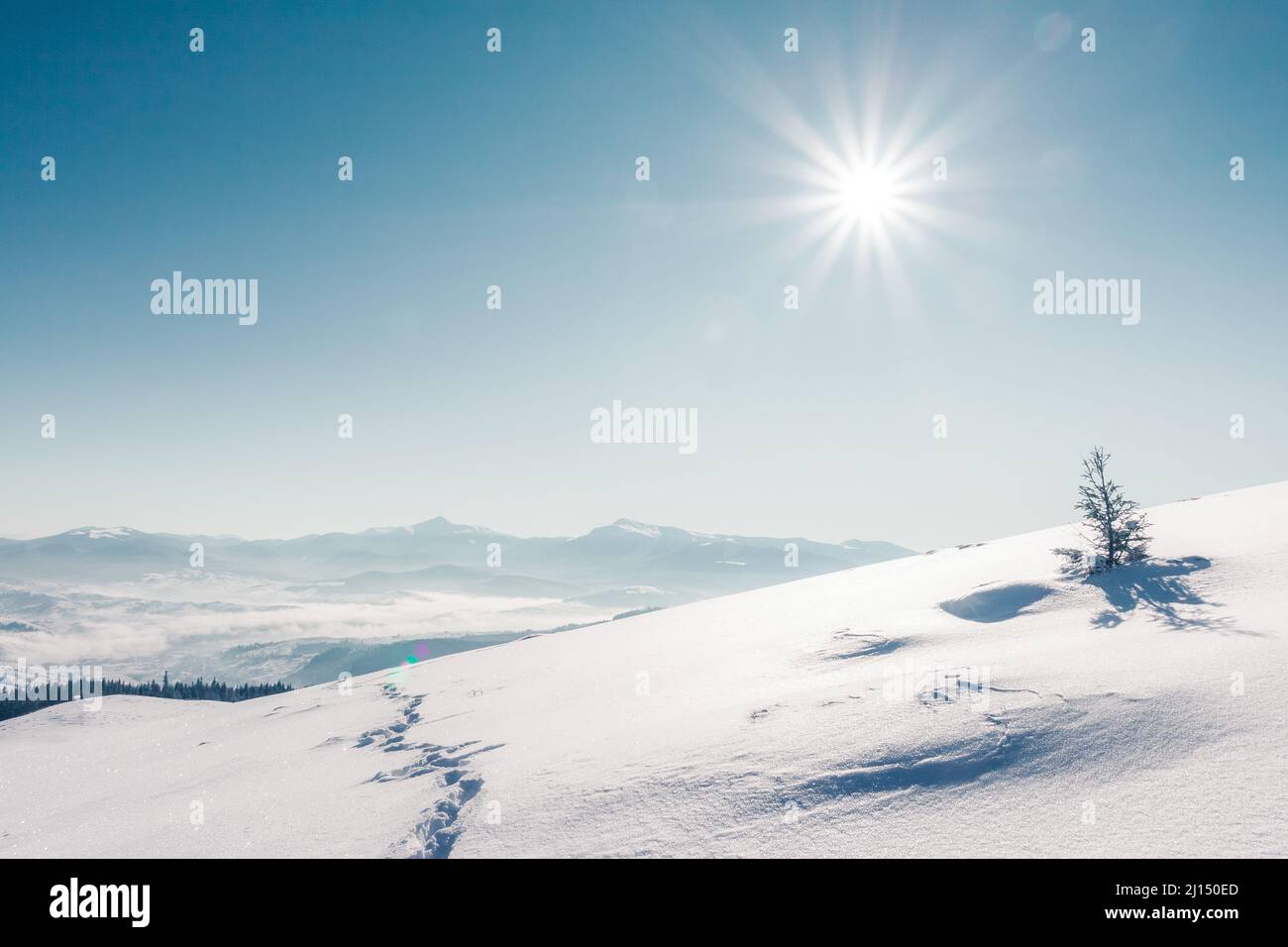 Majestueux arbres d'hiver illuminés par la lumière du soleil. Scène ...