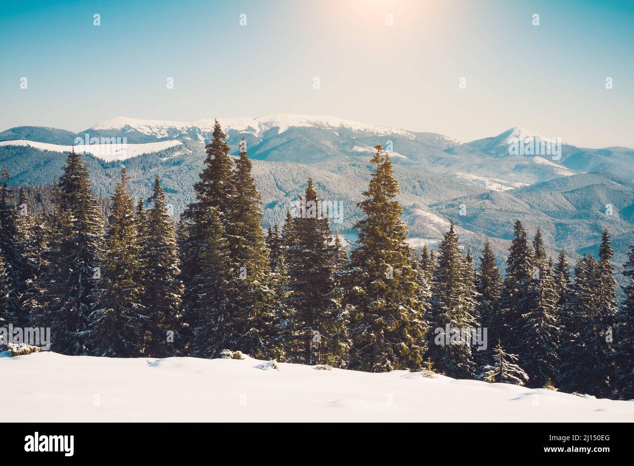 Majestueux arbres d'hiver illuminés par la lumière du soleil. Scène ...