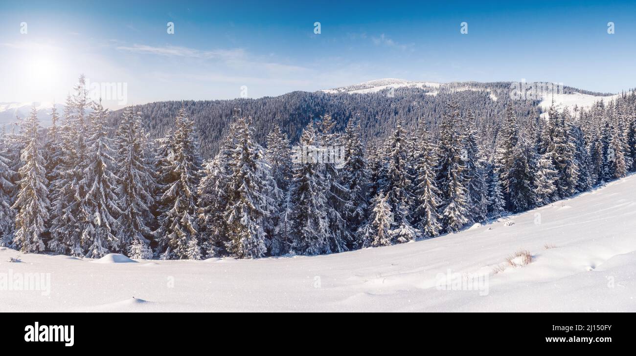 Majestueux arbres d'hiver illuminés par la lumière du soleil. Scène ...