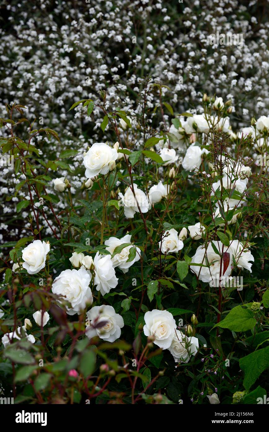 Rosa iceberg korbin rose Banque de photographies et d’images à haute ...