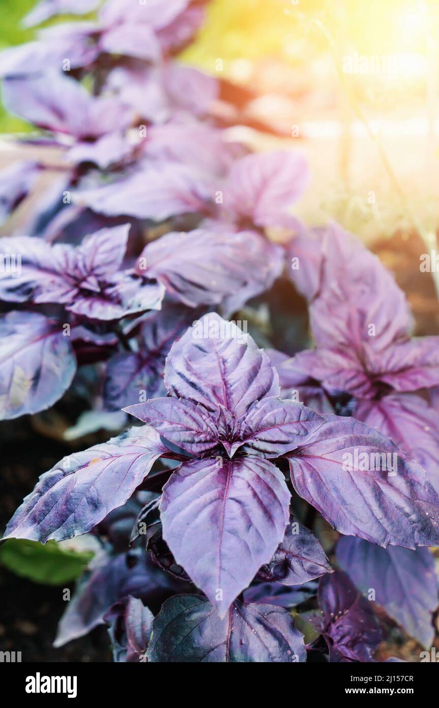 Basilic africain Banque de photographies et d’images à haute résolution ...