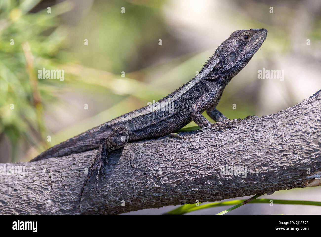 Lézard dragon Banque de photographies et d’images à haute résolution ...