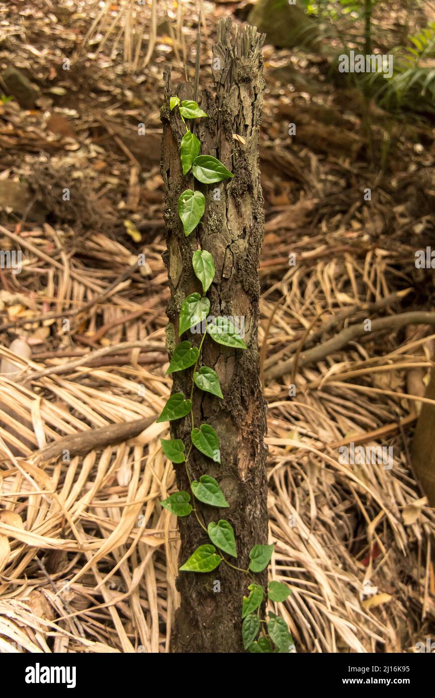 Feuilles vertes de vigne au poivre, Piper hederaceum, grimpant sur le ...