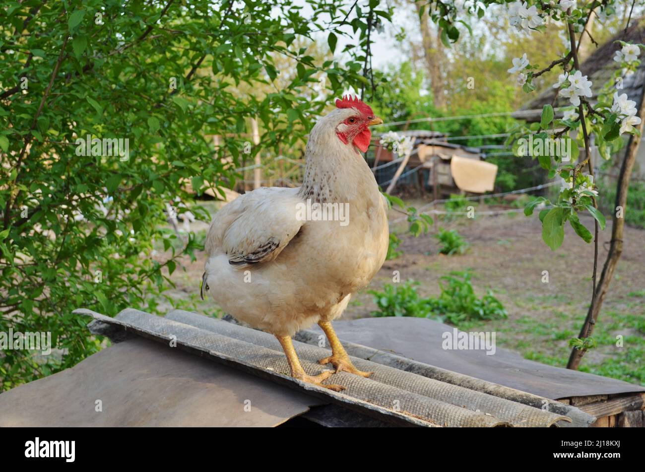Volaille blanche Banque de photographies et d’images à haute résolution ...