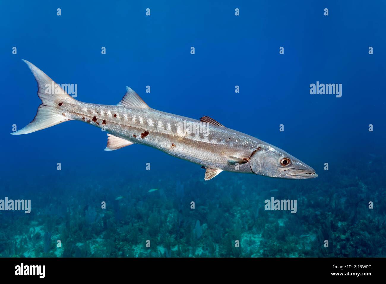Grand barracuda (Sphyraena barracuda), baignade sur le récif corallien ...