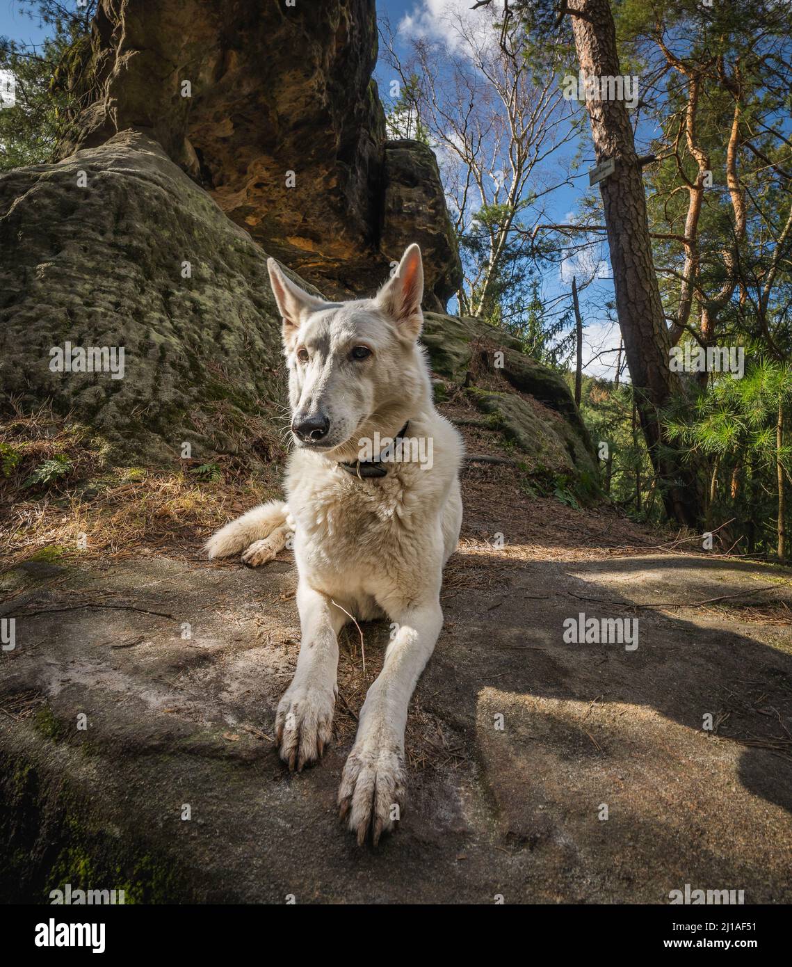 Petit chien suisse Banque de photographies et d’images à haute ...