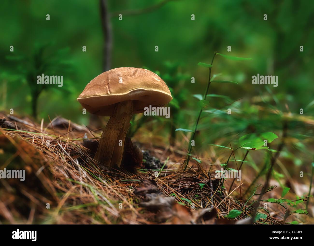 Bitter bolete tylopilus felleus Banque de photographies et d’images à haute résolution - Alamy