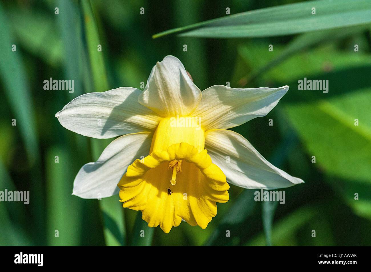 Daffodil bloom Banque de photographies et d’images à haute résolution - Alamy