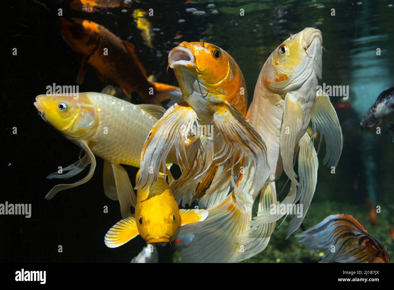 Carpe miroir Banque de photographies et d’images à haute résolution - Alamy