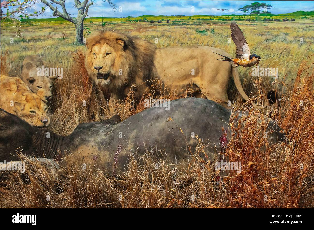 Gazelle et lionne Banque de photographies et d’images à haute résolution - Alamy