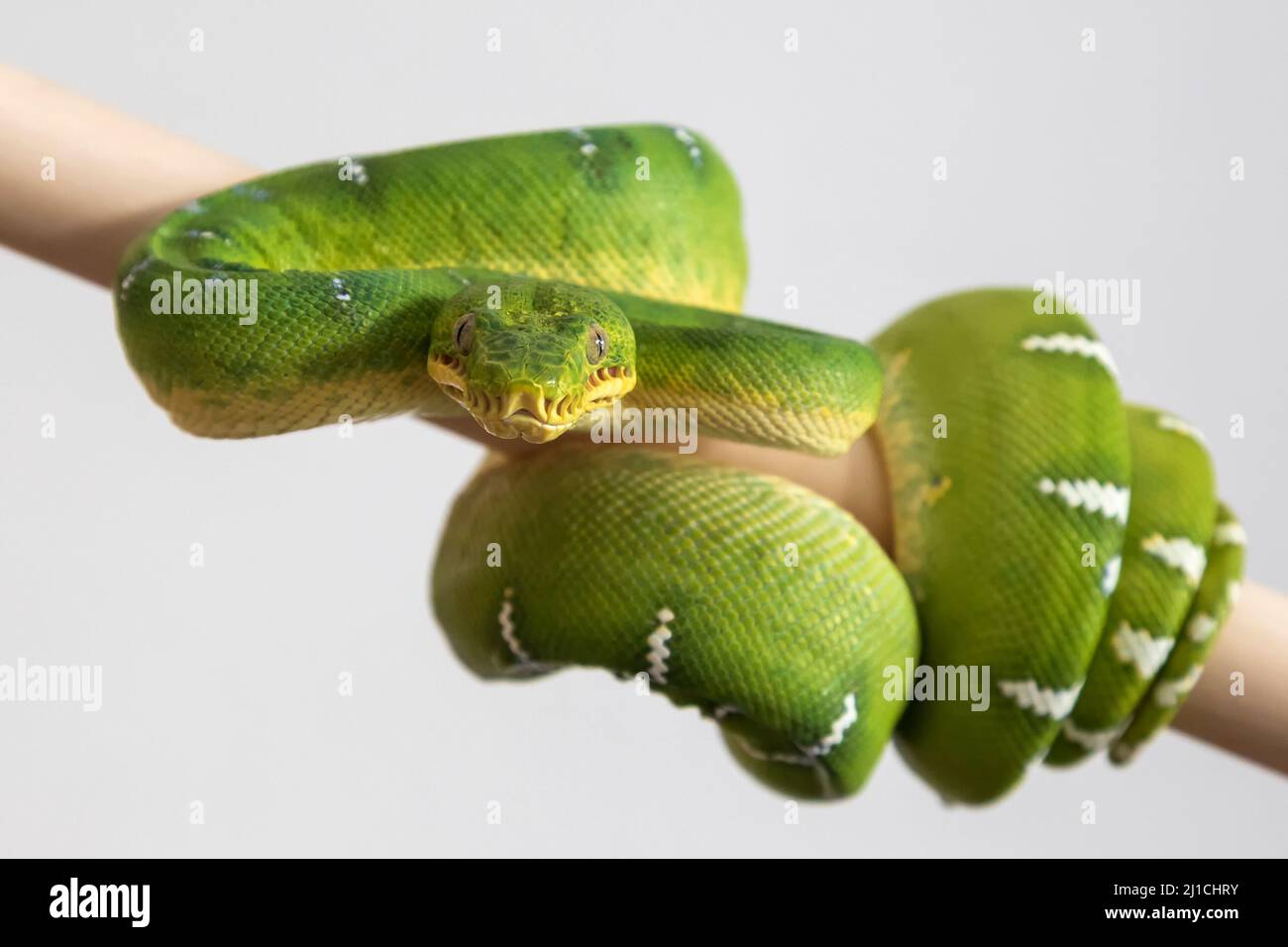 Beau serpent vert Banque de photographies et d’images à haute ...