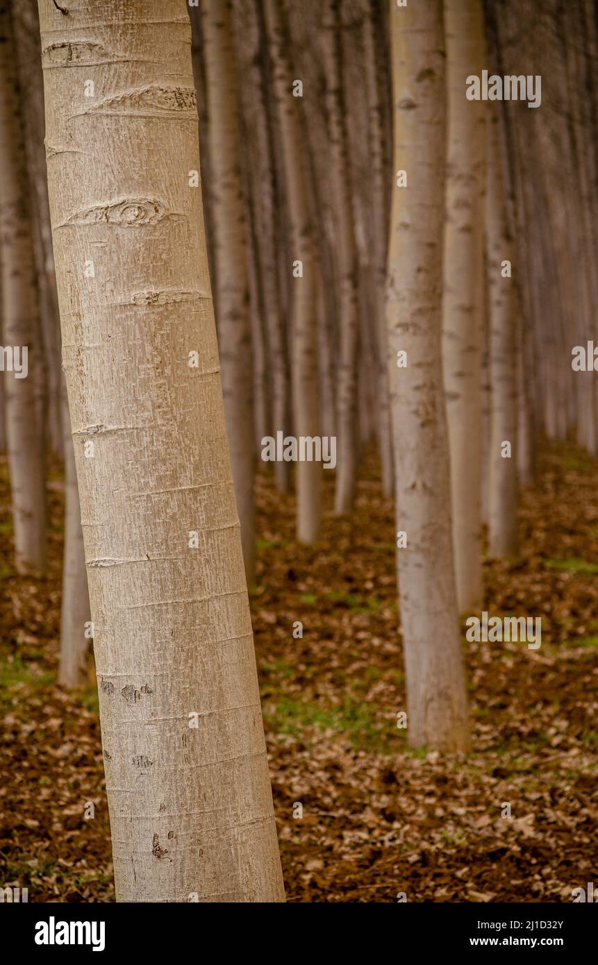 troncs de peupliers blancs dans une plantation, populus alba. Espagne ...