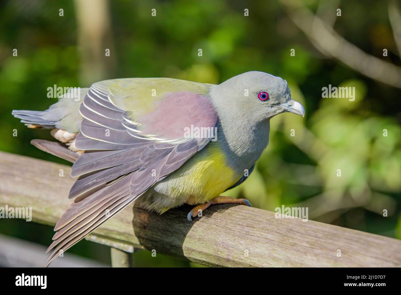 Le pigeon vert de Bruce (Treron waalia) est une espèce d'oiseau de la ...