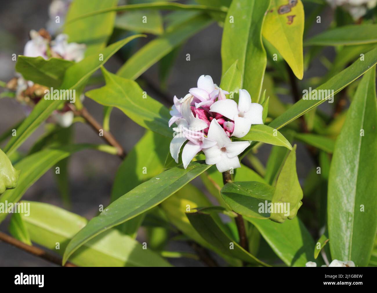 Daphne parfum princesse Banque de photographies et d’images à haute ...