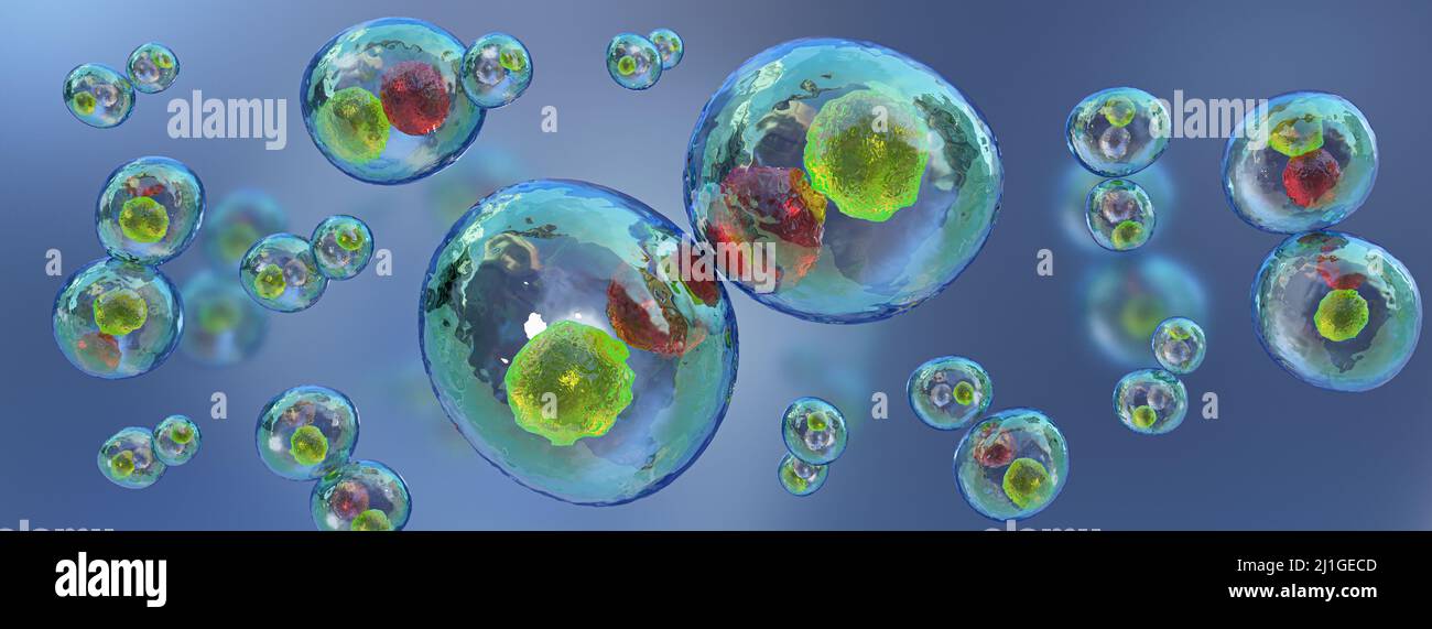 Mitosis telophase Banque de photographies et d’images à haute ...