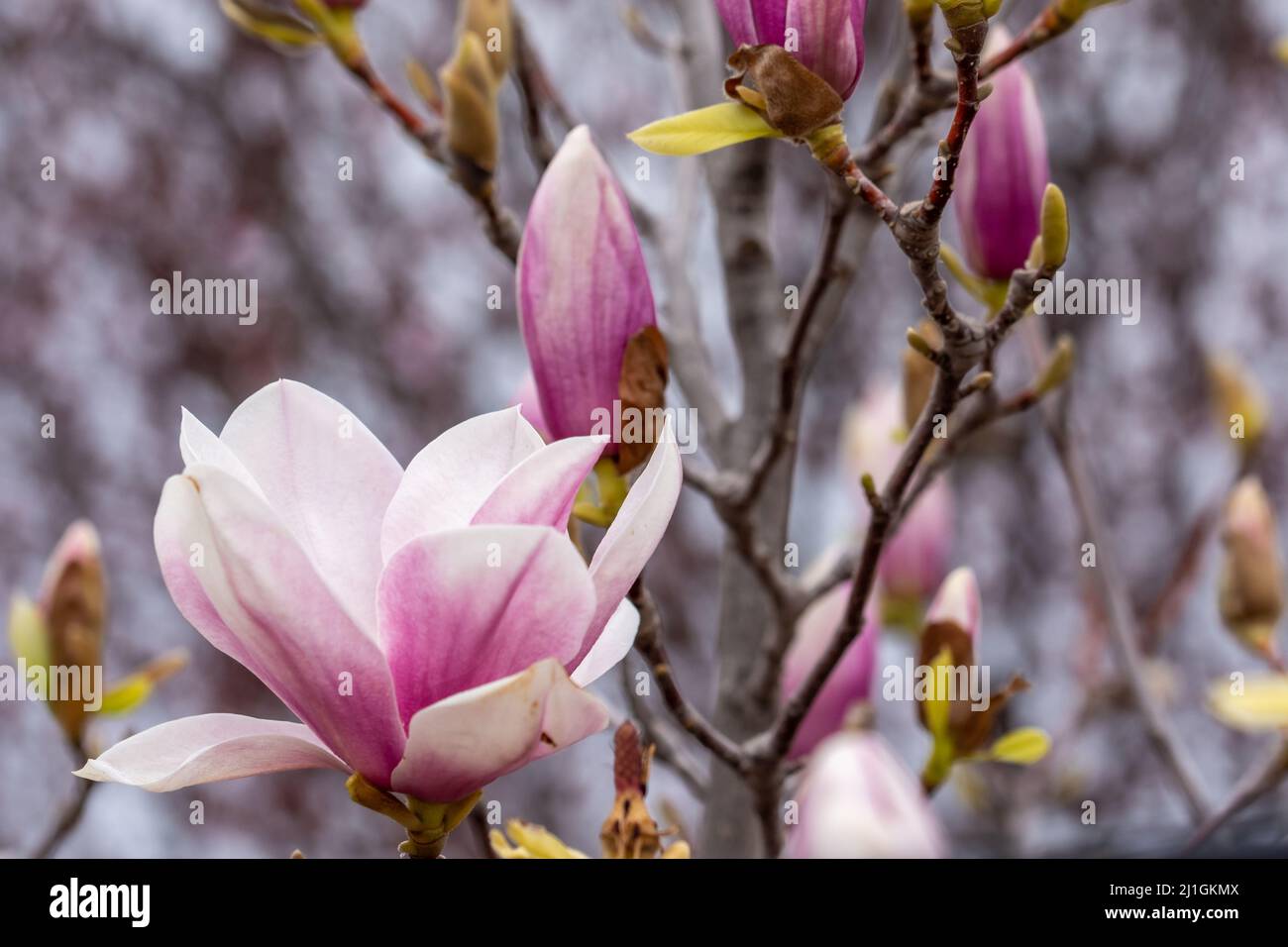 Fleurs roses en bouton Banque de photographies et d’images à haute ...