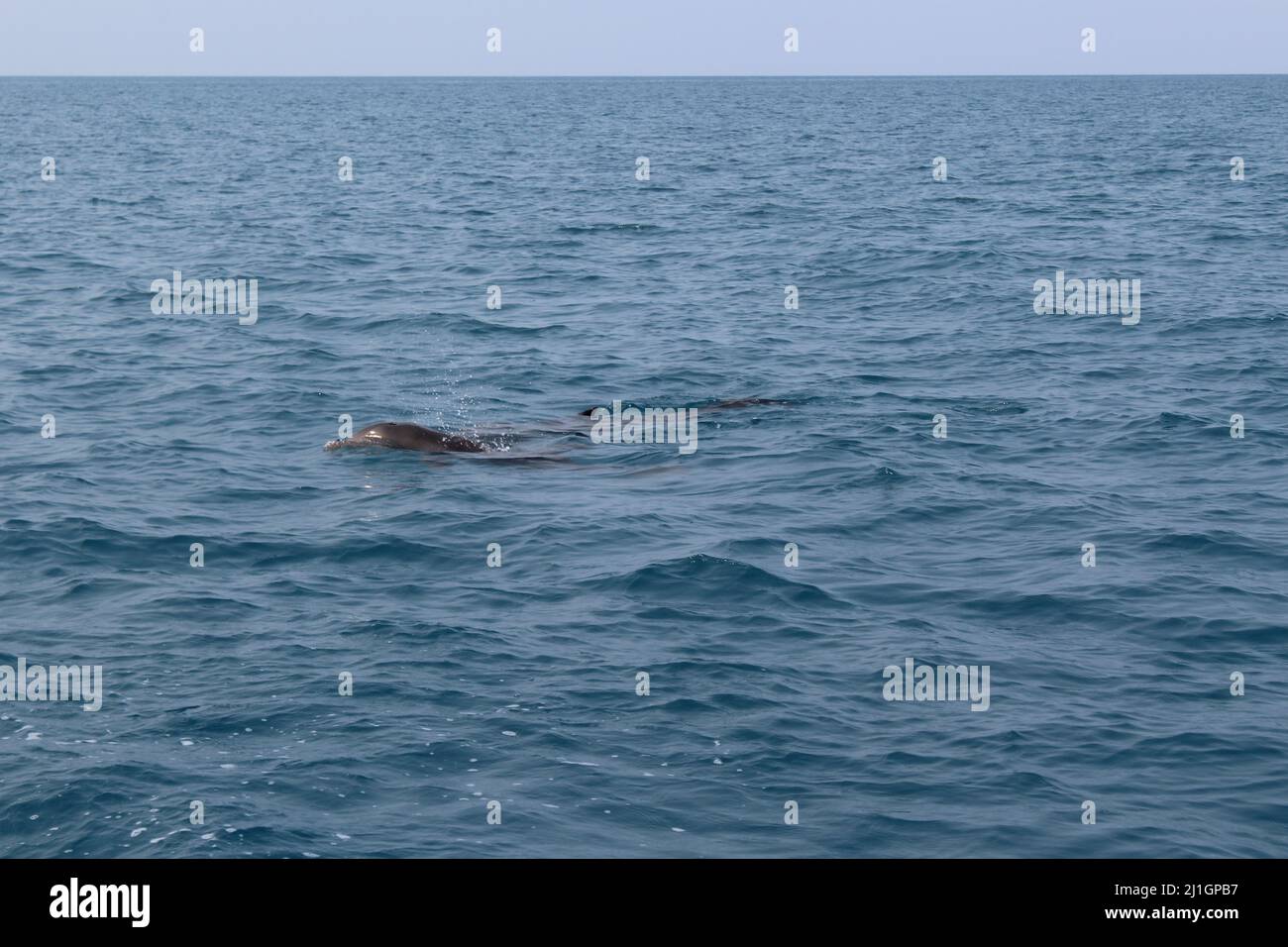 Une gousse de dauphin à gros nez de l'Atlantique (Tursiops truncatus ...