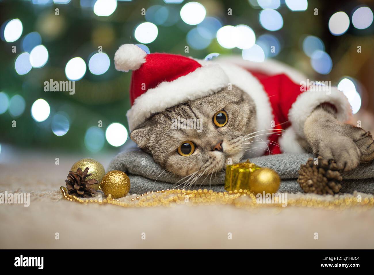 Des photos d'animaux avec le père noël Banque de photographies et d ...