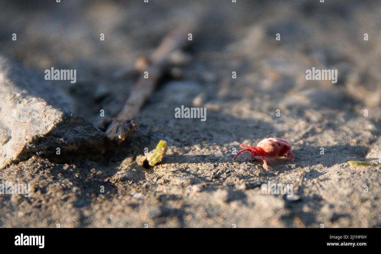 Acarien velours Banque de photographies et d’images à haute résolution ...