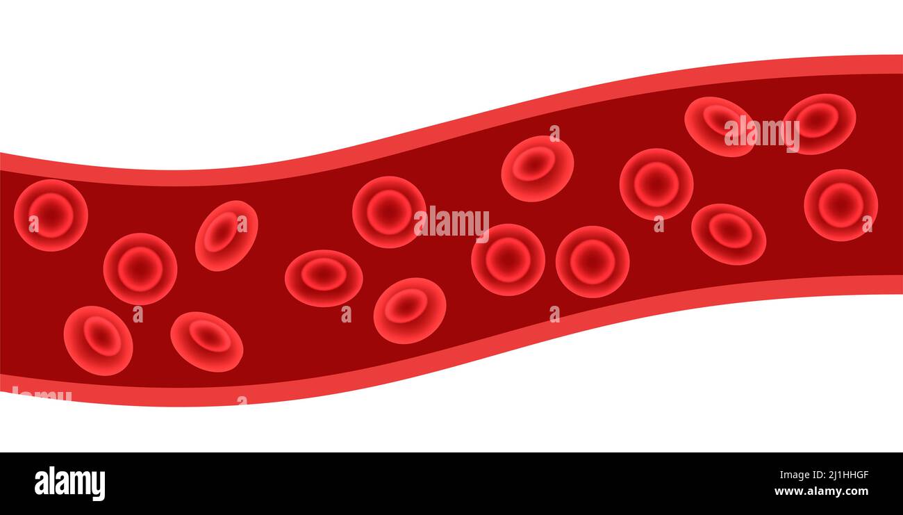 Blood vessel diagram Banque de photographies et d’images à haute ...
