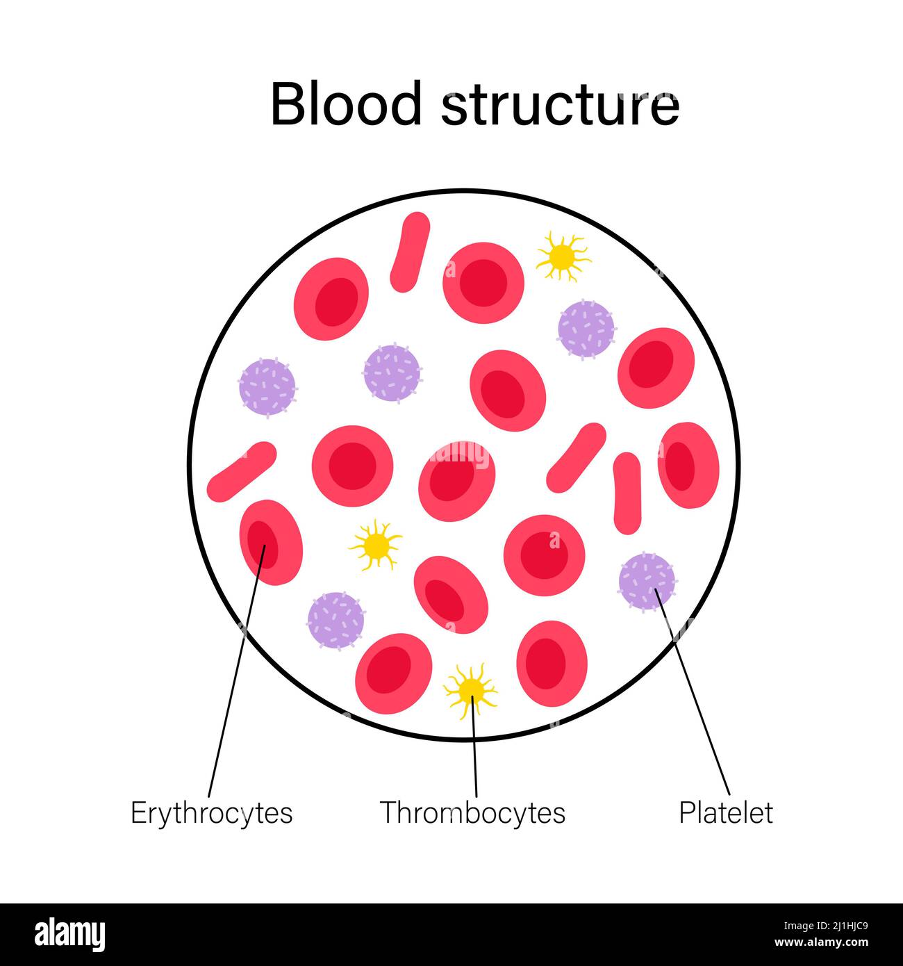Schéma composition du sang Banque d'images détourées - Alamy