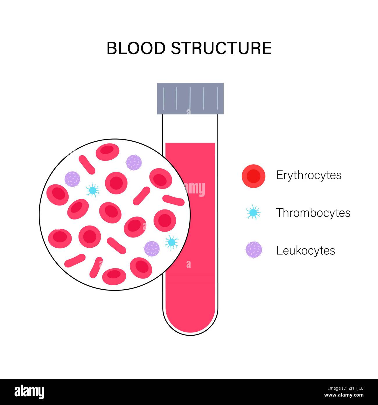Schéma composition du sang Banque d'images détourées - Alamy