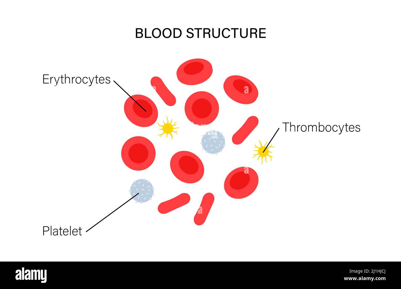 Schéma composition du sang Banque d'images détourées - Alamy