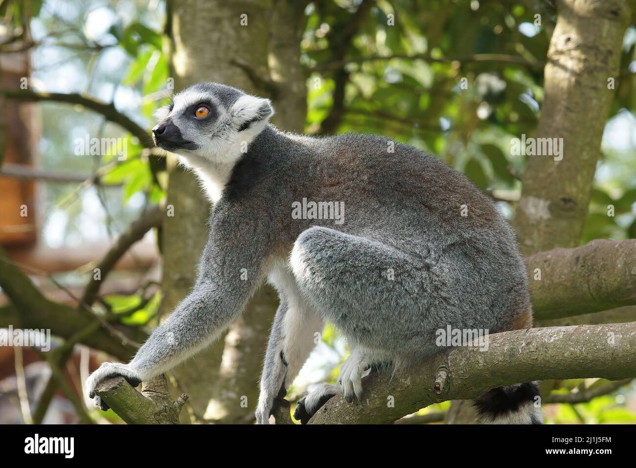 Gros plan sur le lémure à queue annulaire en voie de disparition, Lemur ...