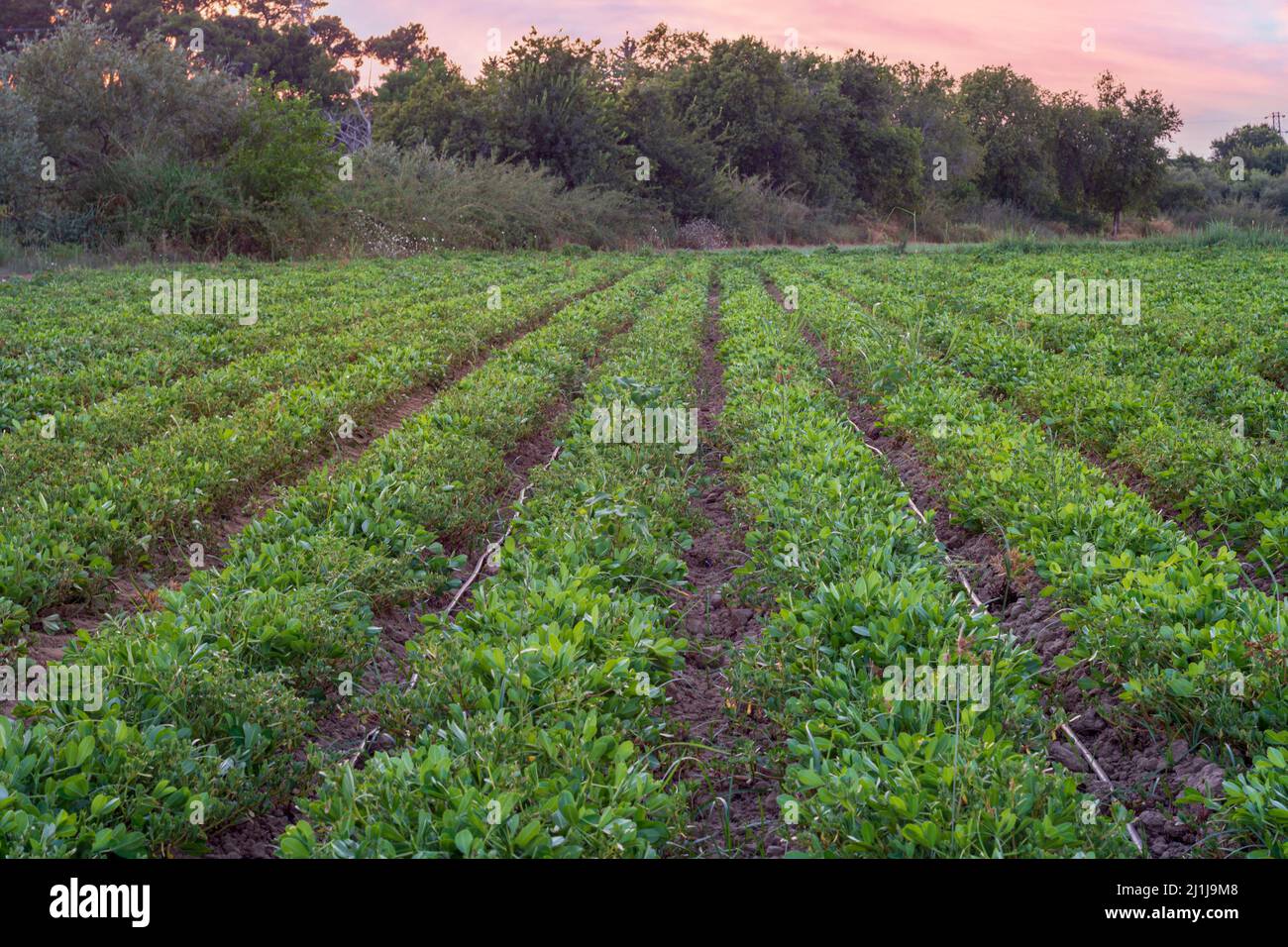 Champs de plantation d'arachides , jeunes plantes sur la plantation d ...