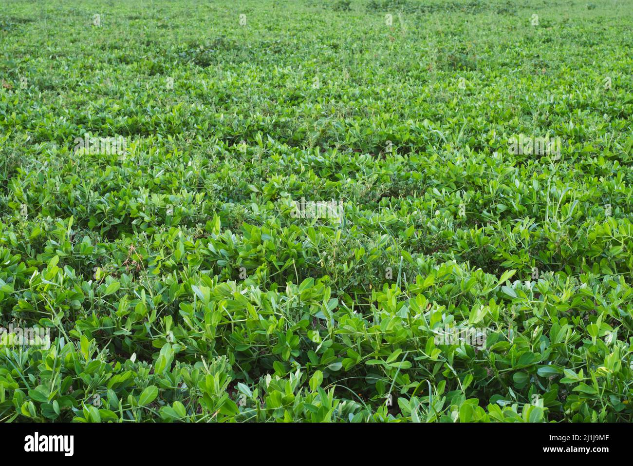 Champs de plantation d'arachides , jeunes plantes sur la plantation d ...