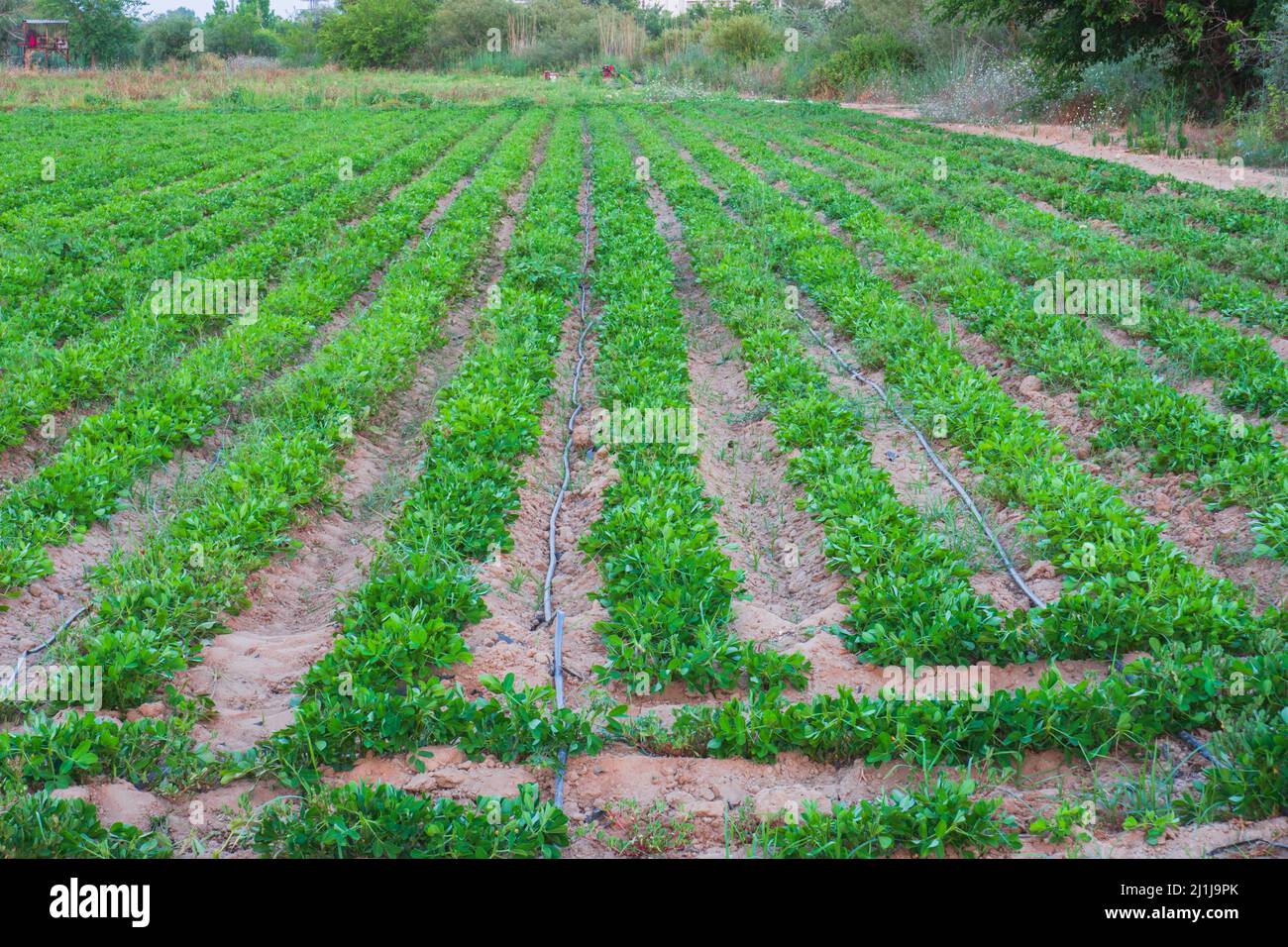 Champs de plantation d'arachides , jeunes plantes sur la plantation d ...