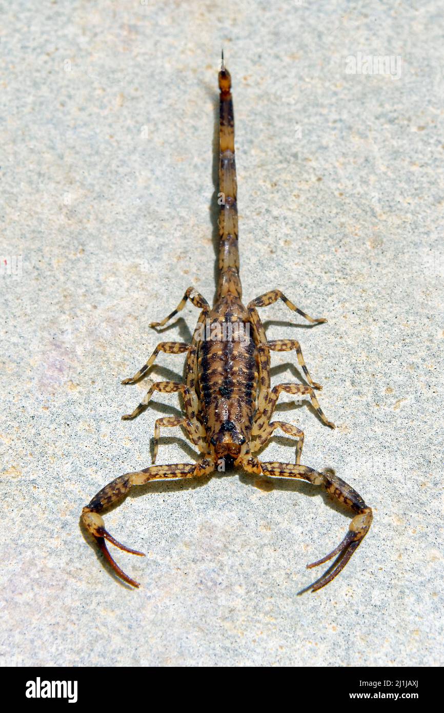 Scorpion isometrus maculatus Banque de photographies et d’images à ...
