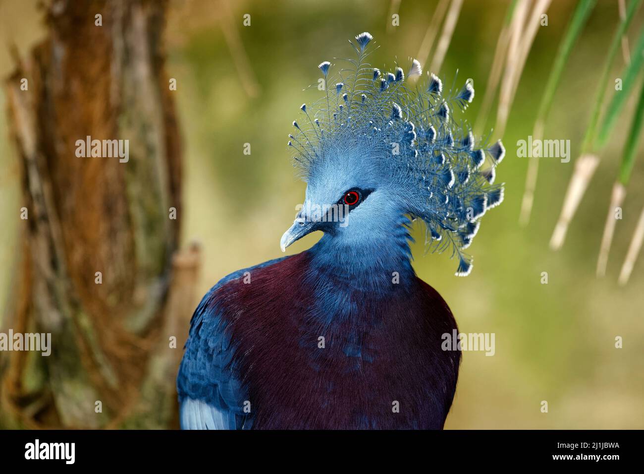 Victoria crowned pigeon Banque de photographies et d’images à haute ...