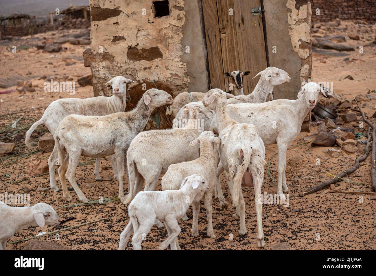Mauritanie (vache ou bovin) Banque de photographies et d’images à haute ...