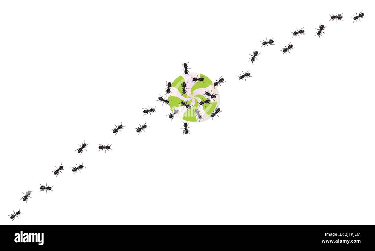 Les fourmis noirs réalistes s'attaquent aux bonbons. Les insectes ...