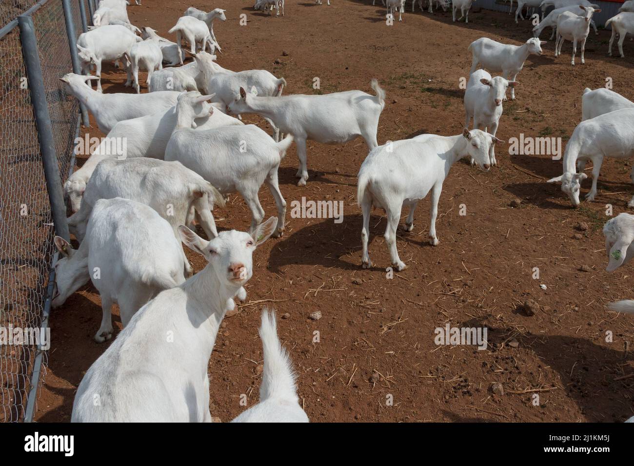 Chèvres dans un hangar de chèvre. Chèvres domestiques dans la ferme. La ...
