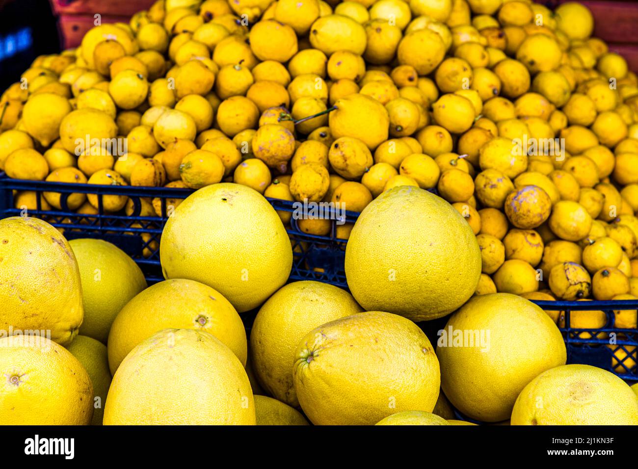 Chypre est un paradis pour les agrumes. République turque de Chypre ...