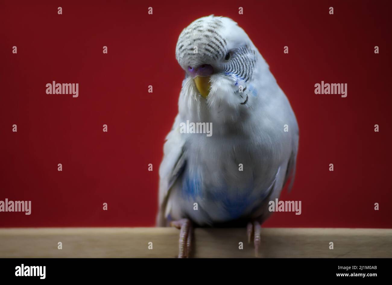 Perruche ondulée Banque de photographies et d’images à haute résolution ...