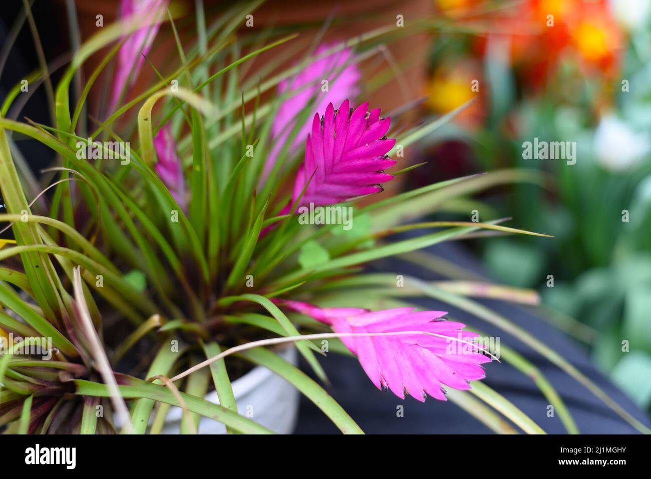 Pink quill tillandsia cyanea Banque de photographies et d’images à ...