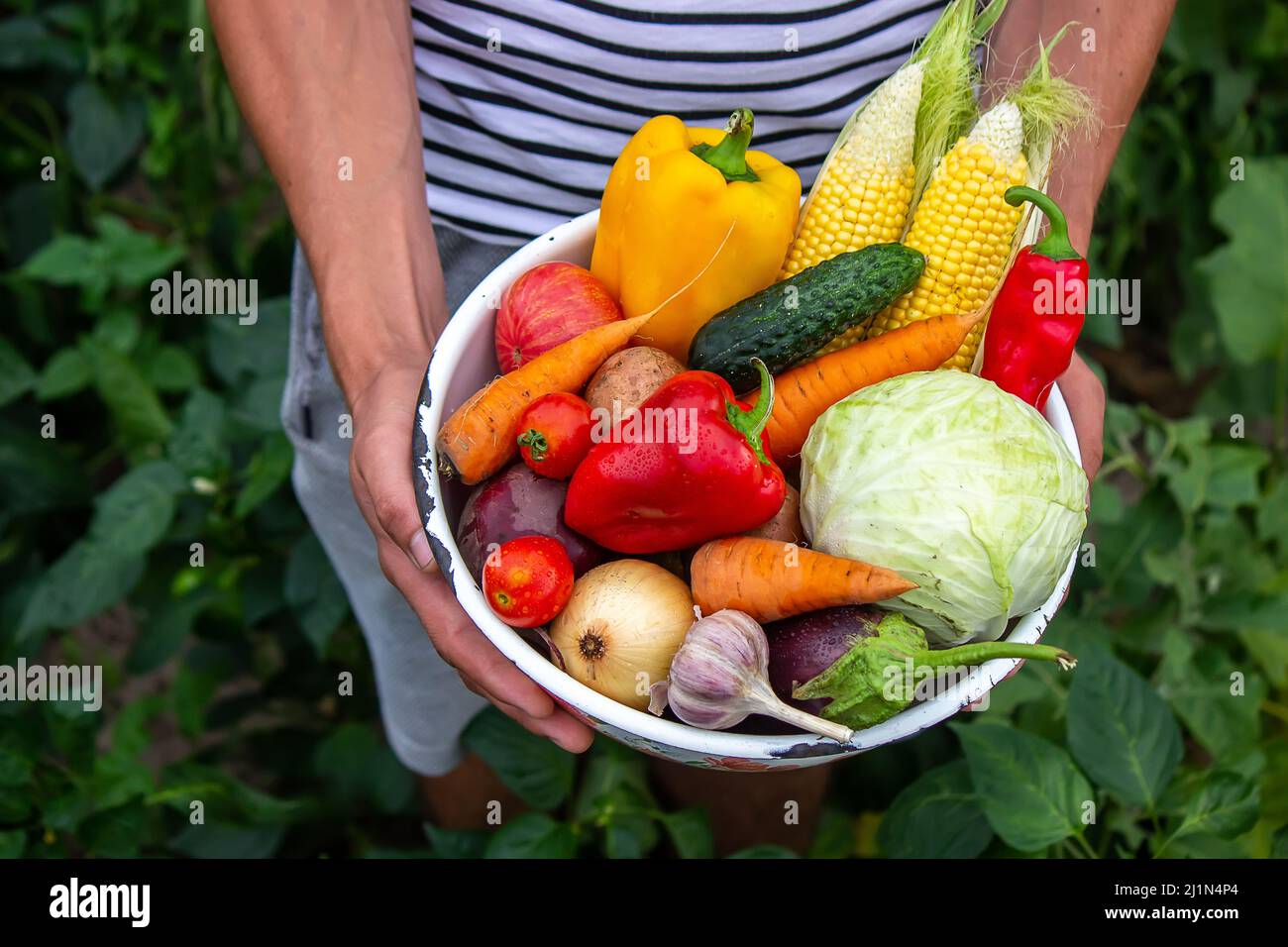 Mains tenant une grande assiette avec différents légumes frais de la ...