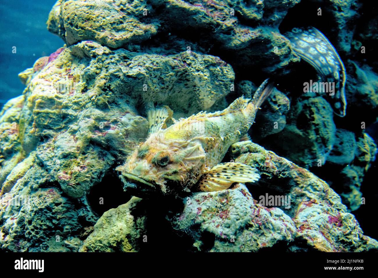 Scorpaena scrofa, le scorpionfish rouge, le scorpionfish bigscale, le ...