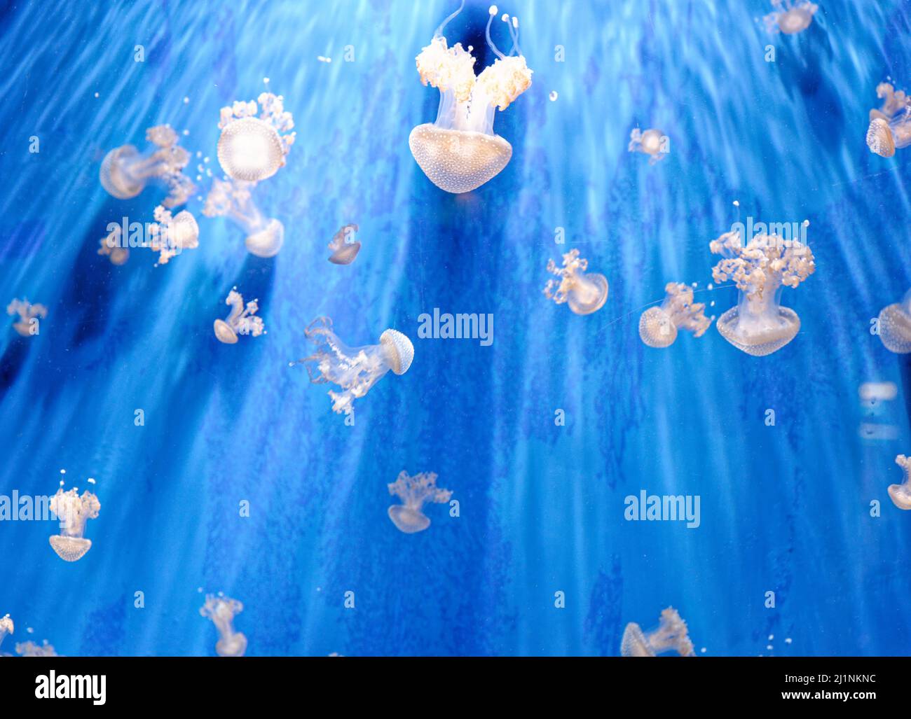 Phyllorhiza punctata - espèce de méduse, connue sous le nom de cloche ...