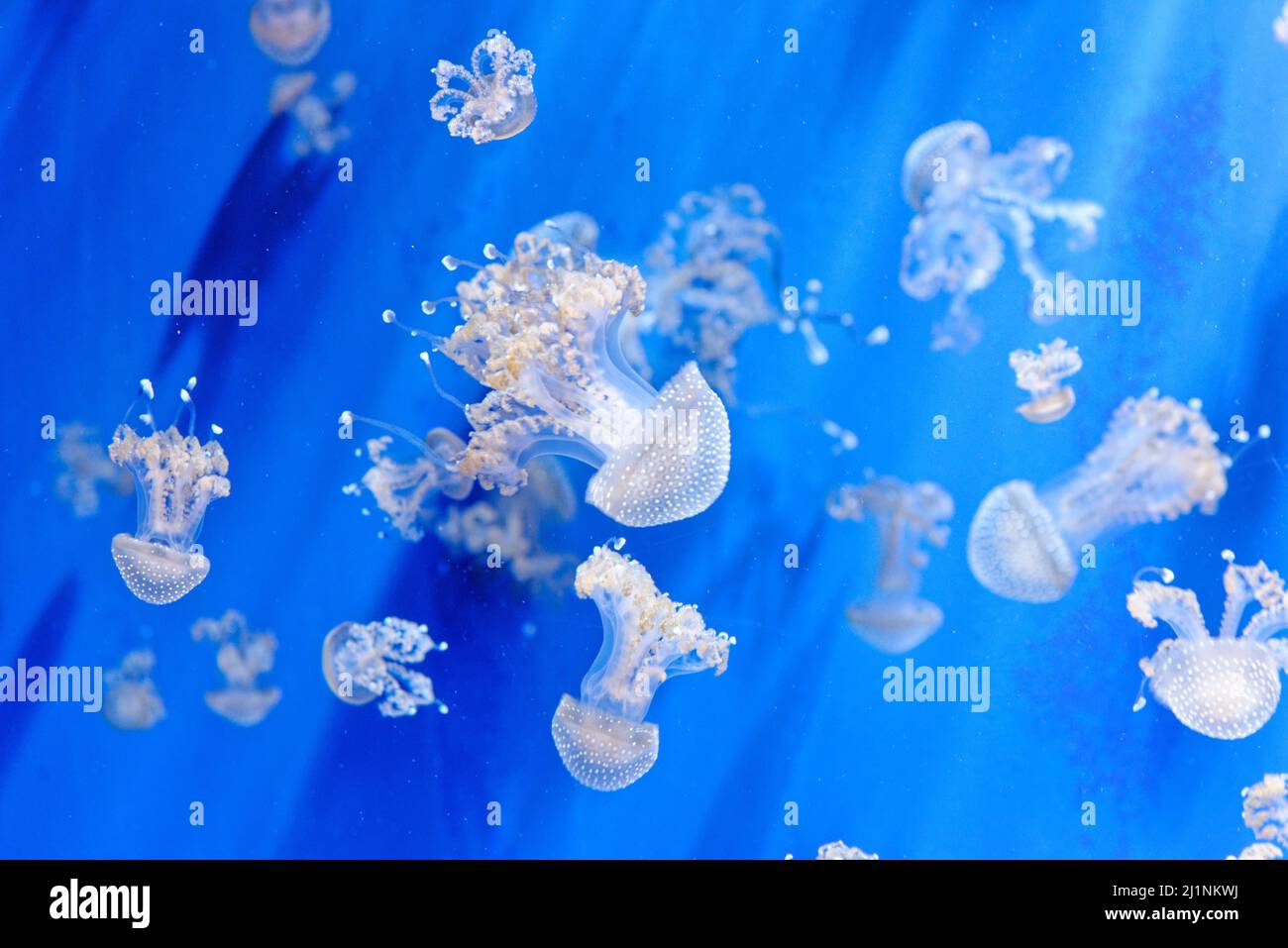 Méduse à points blancs Banque de photographies et d’images à haute ...