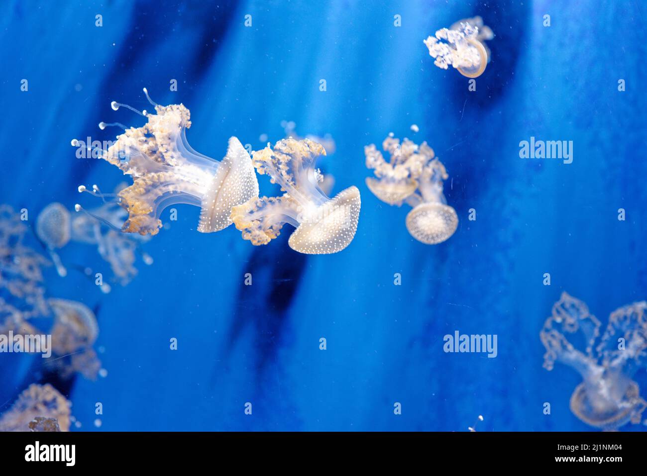 Phyllorhiza punctata - espèce de méduse, connue sous le nom de cloche ...