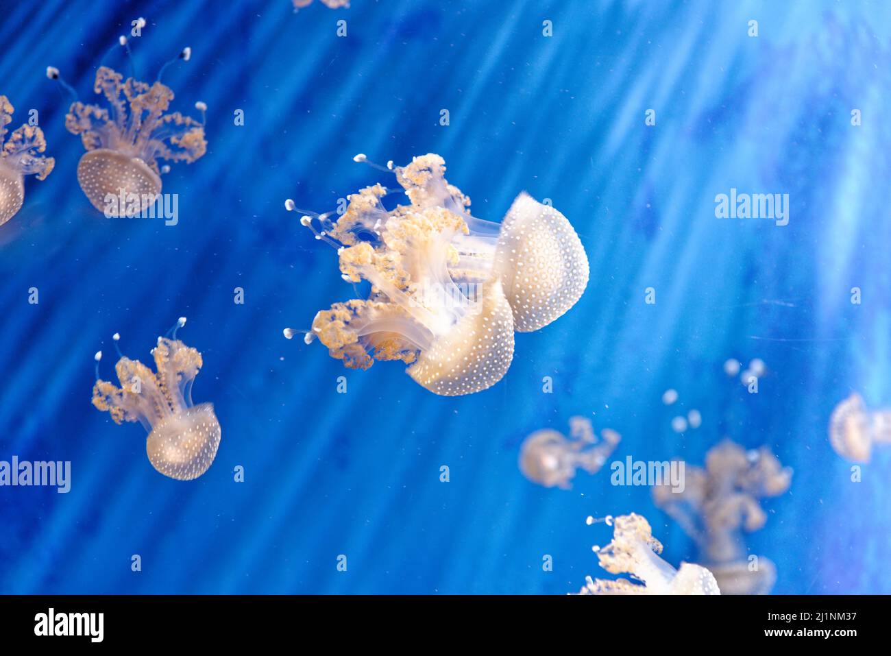 Phyllorhiza punctata - espèce de méduse, connue sous le nom de cloche ...