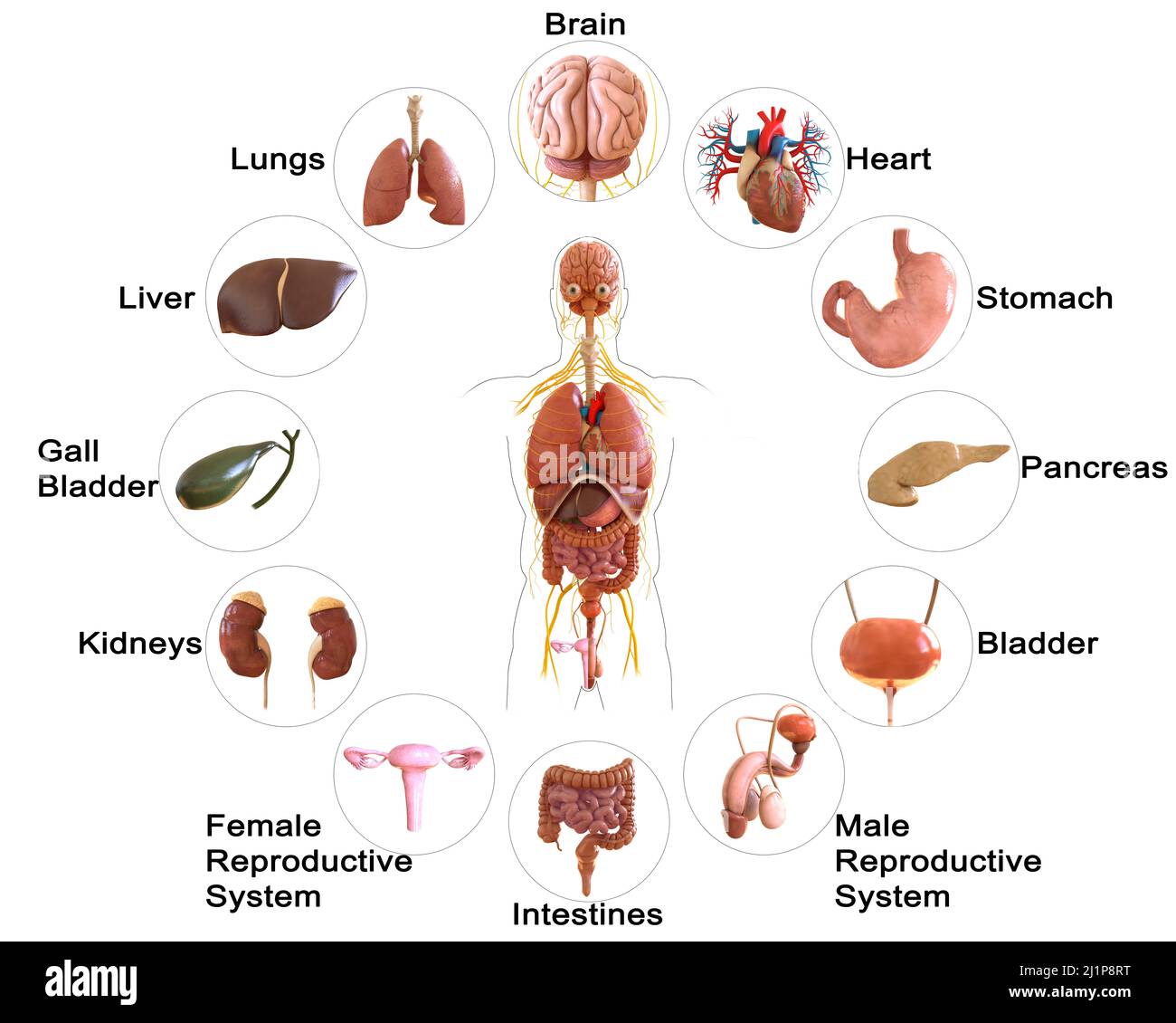 Illustration de l'anatomie des organes internes du corps humain 3D ...