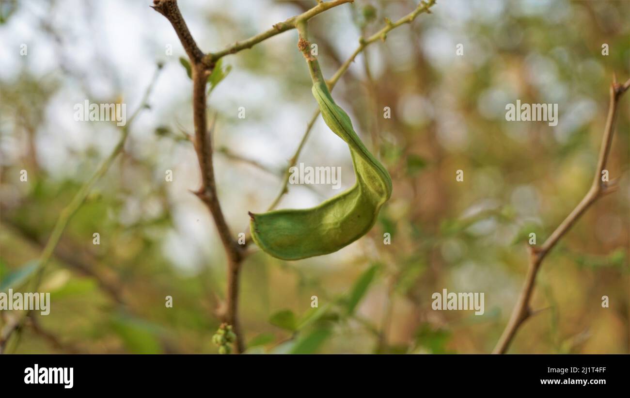 Goras ambli Banque de photographies et d’images à haute résolution - Alamy