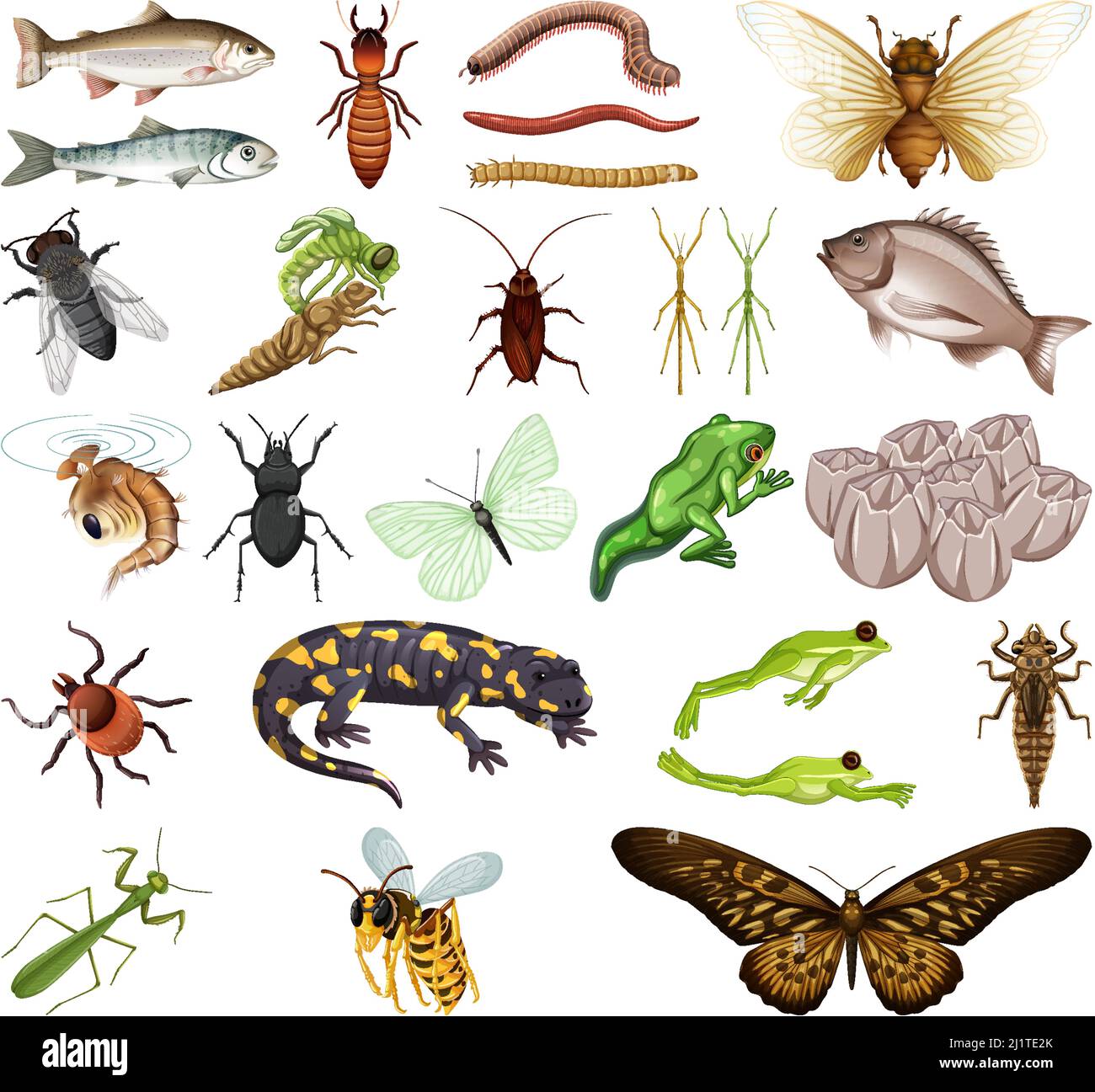 Différents types d'insectes et d'animaux sur fond blanc illustration ...