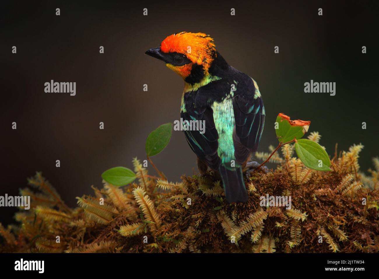 Pérou faune. Tanager à face de flamme, Tangara parzudakii, assis sur ...
