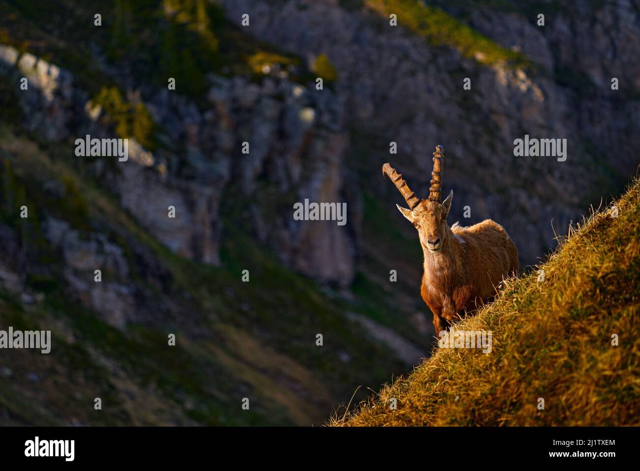 Goat alp switzerland Banque de photographies et d’images à haute ...